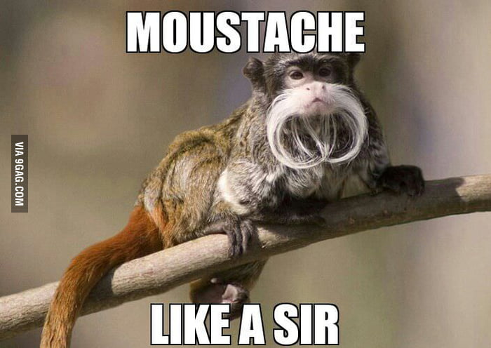 This Emperor Tamarin caught my attention - 9GAG