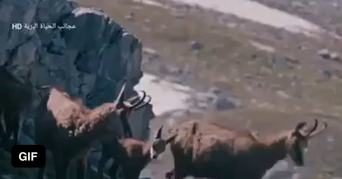 In bird culture, that is considered a calculated risk, but man, am I ...