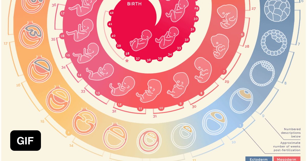 From conception to birth - 9GAG