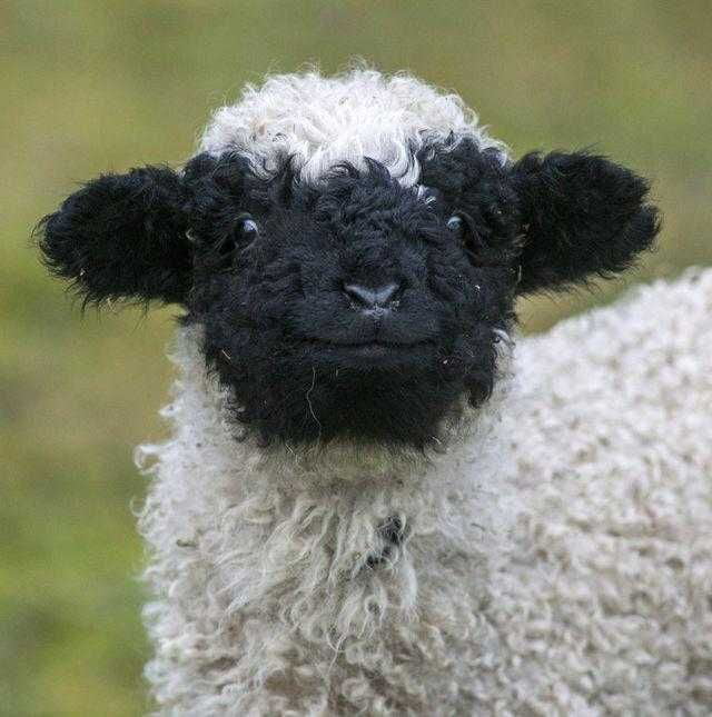 A Friendly Sheep to light up your Day - 9GAG