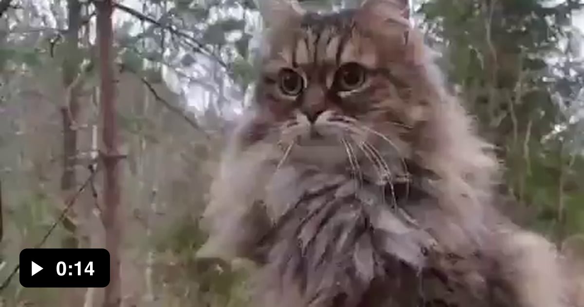 Rackarkatten is a Siberian Cat who lives in Sweden and here she is on ...