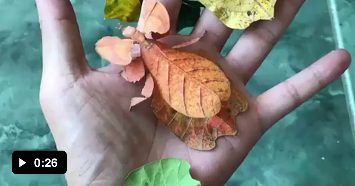Leaf insects - 9GAG