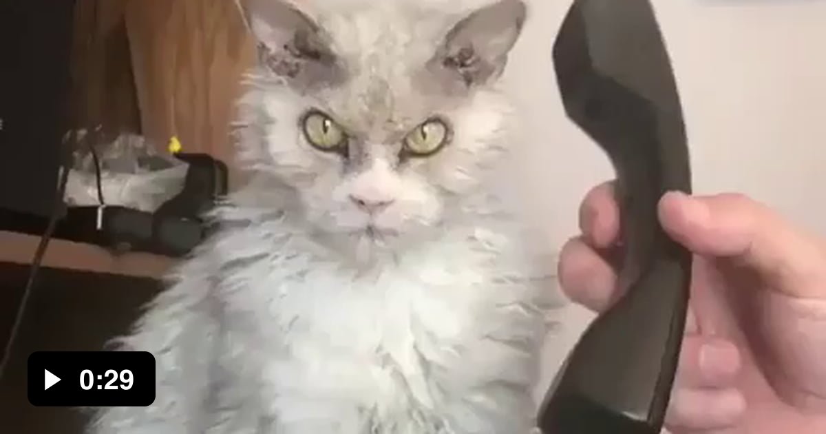 This cat needs to chill with this shit, Damn! - 9GAG