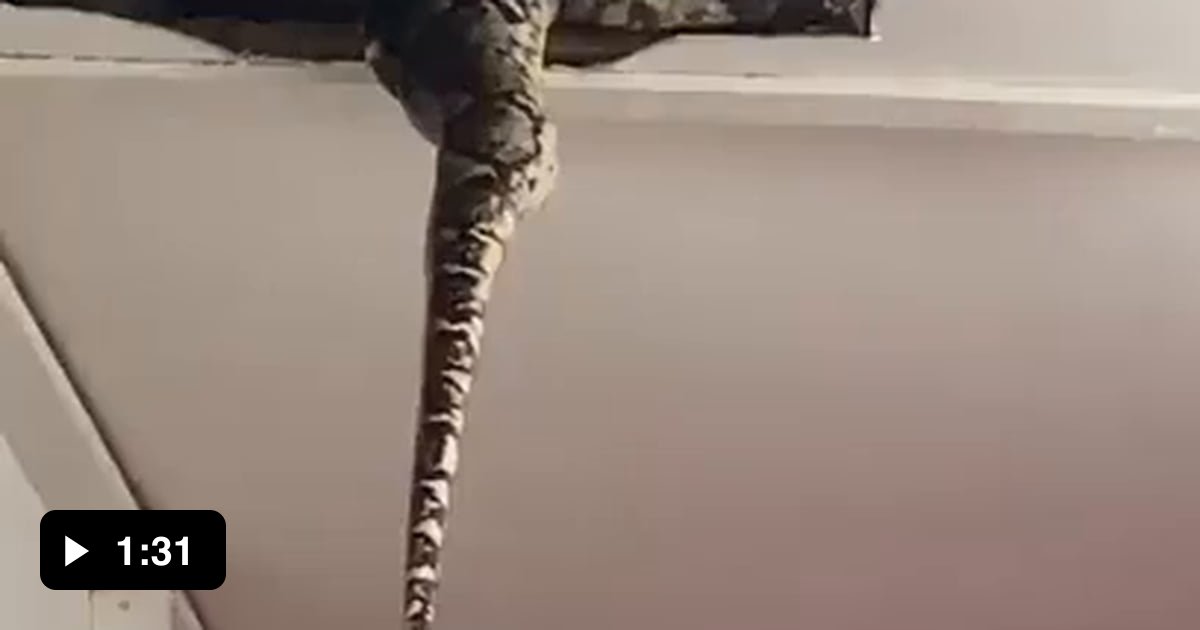 Snakes in ceiling - 9GAG