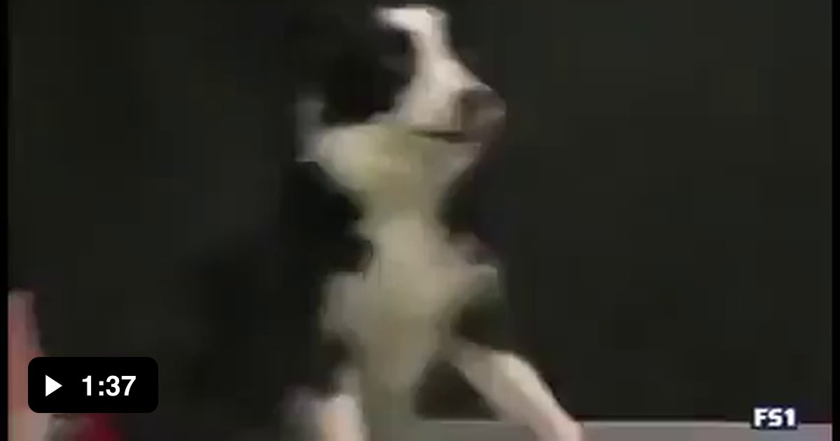 Damm Dog is Awsome - 9GAG