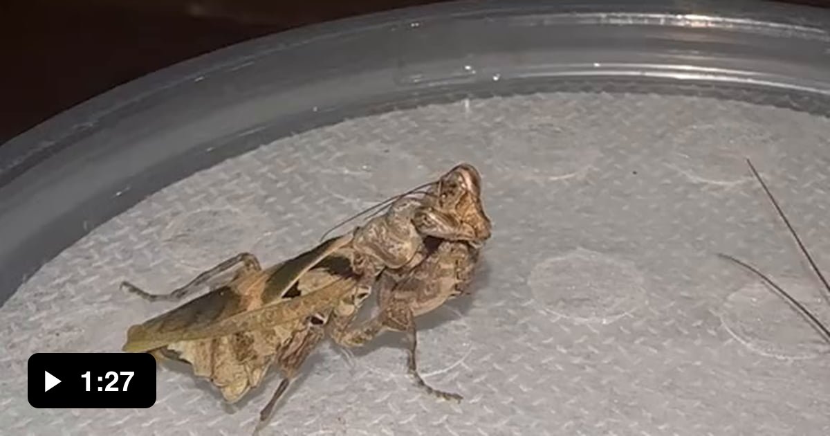 Mantis vs cockroach - 9GAG