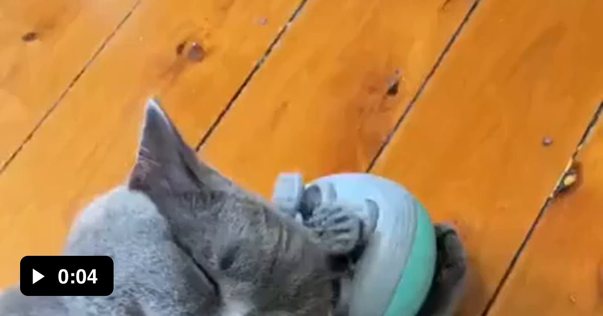 Useful tool for the cat. - 9GAG