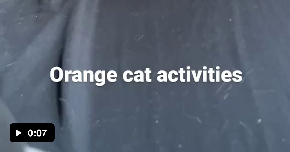 Orange cat activities - 9GAG