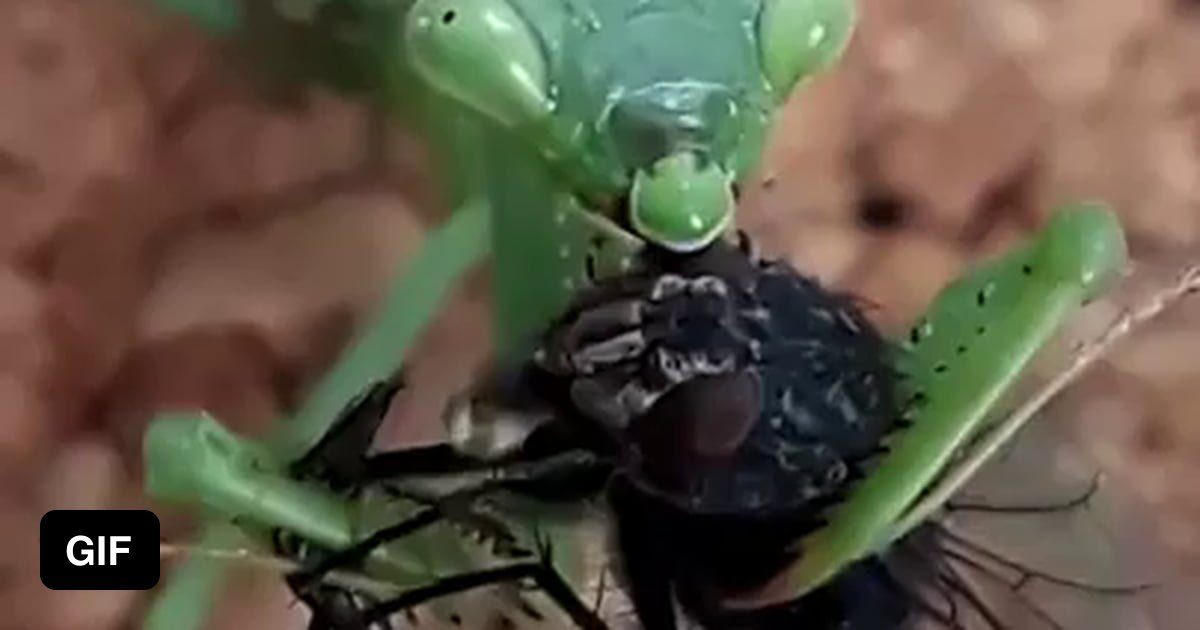 A Preying Mantis eating a Fly alive head first - 9GAG