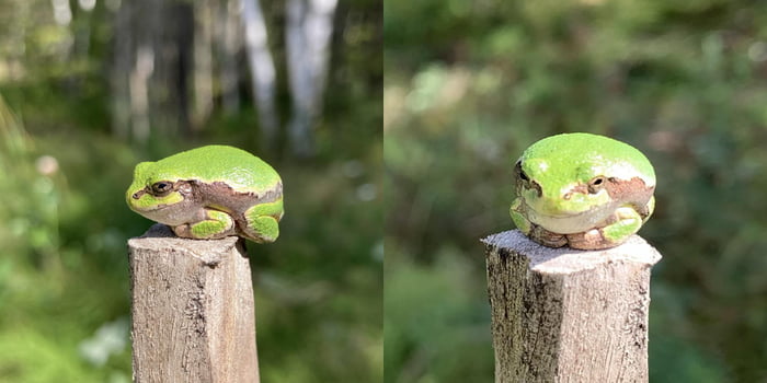 Mr. Frog will see you now - 9GAG