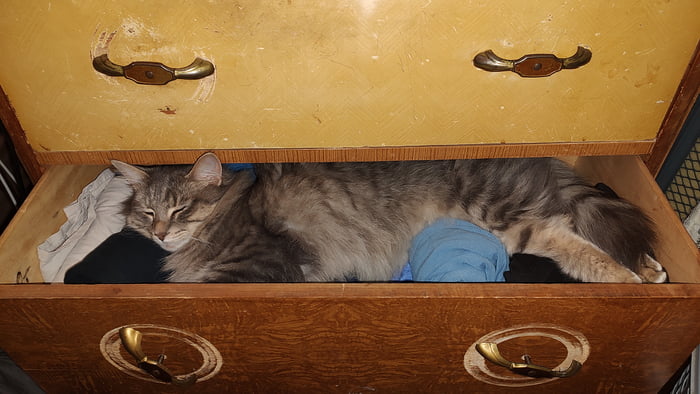 Hegemony of cats continues. How am I supposed to put up my shirts if ...
