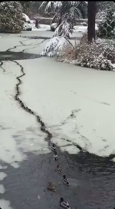 Quacks in the Ice - 9GAG