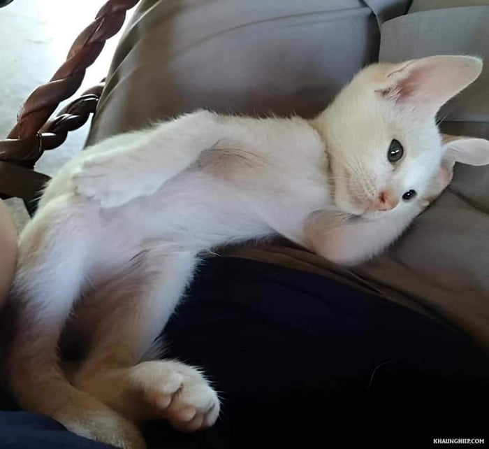 Overthinking kitty - 9GAG