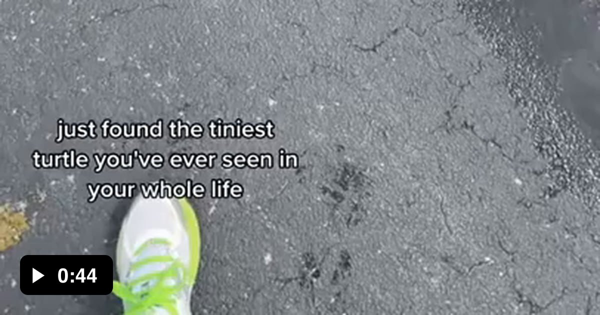 Tiny turtle - 9GAG