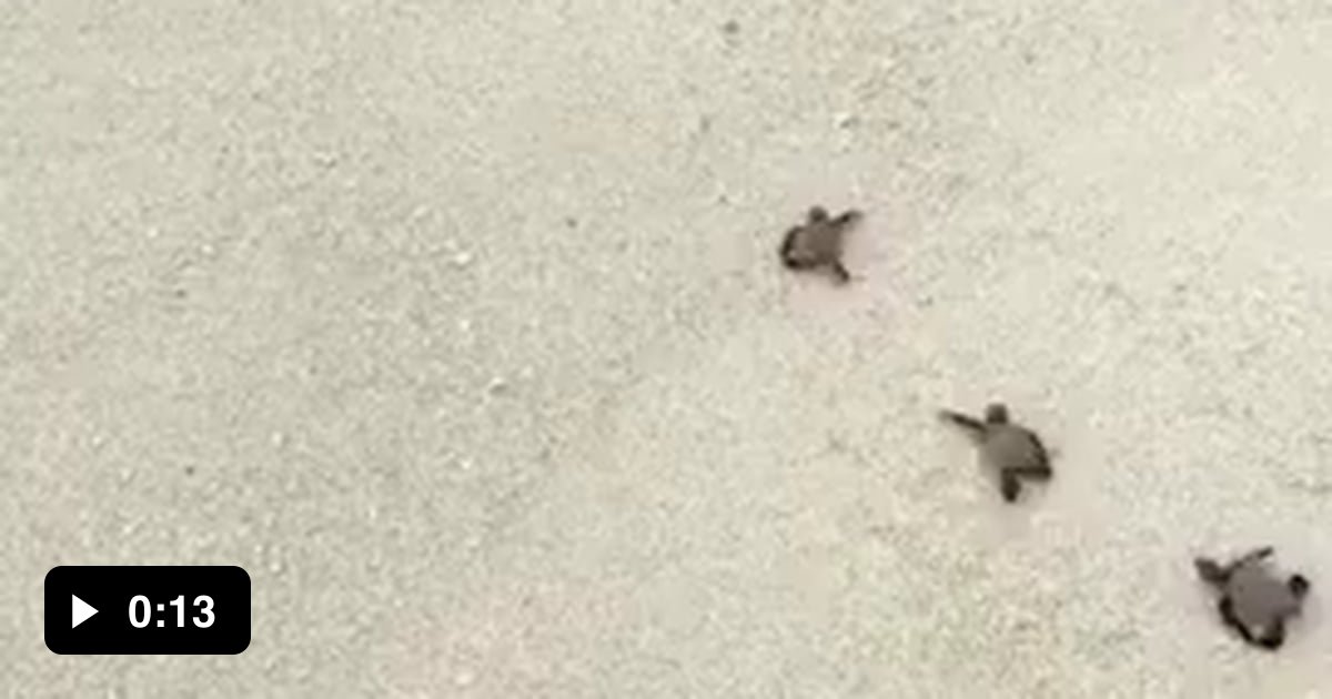 Little turtle tippy tappies - 9GAG