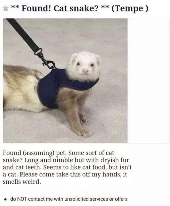 Cat snake. - 9GAG