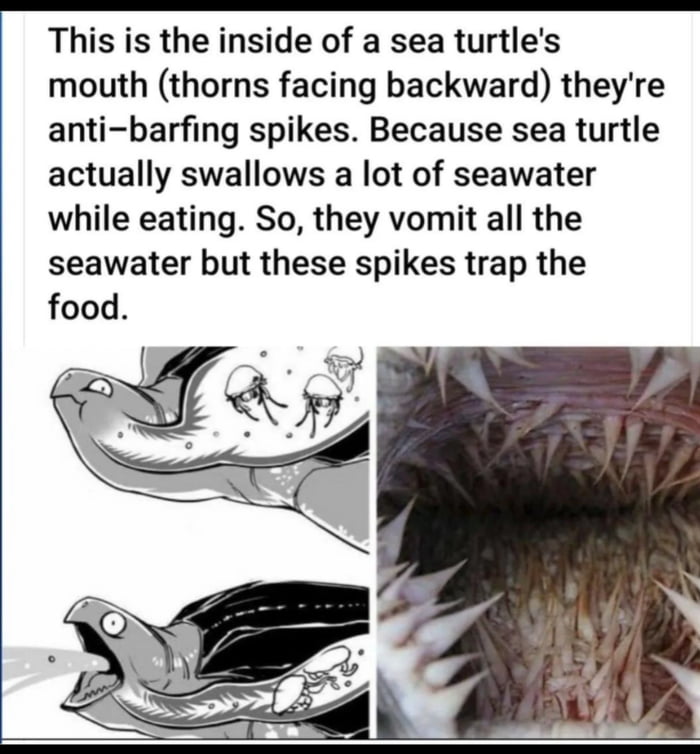 Sea turtle spikes - 9GAG