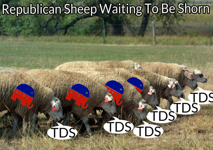 Sheep waiting to be shorn - 9GAG