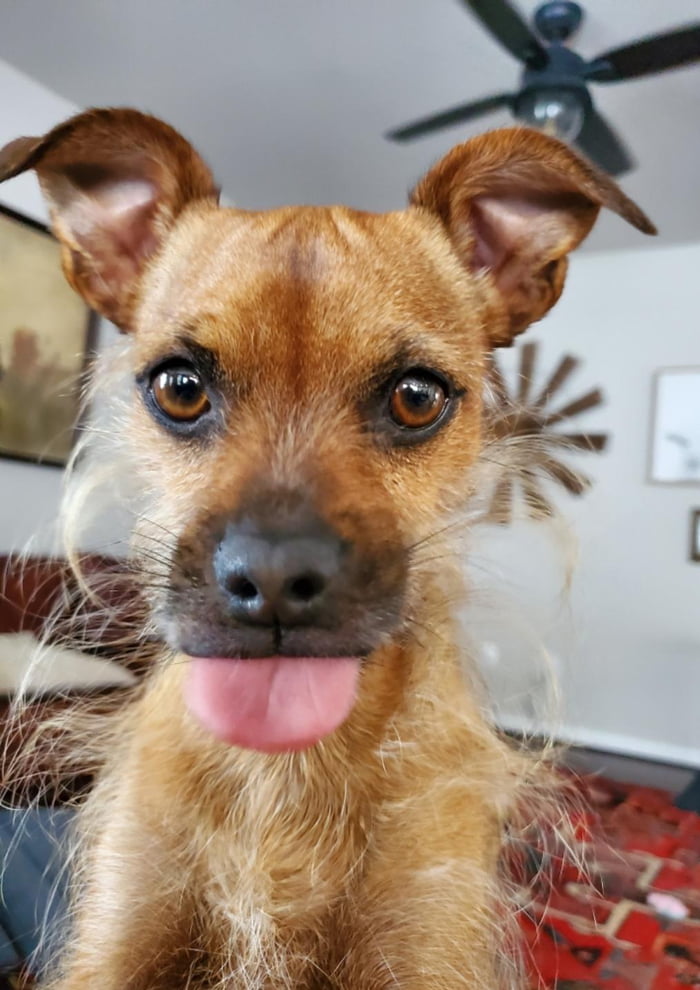 Percy being Derpy. - 9GAG