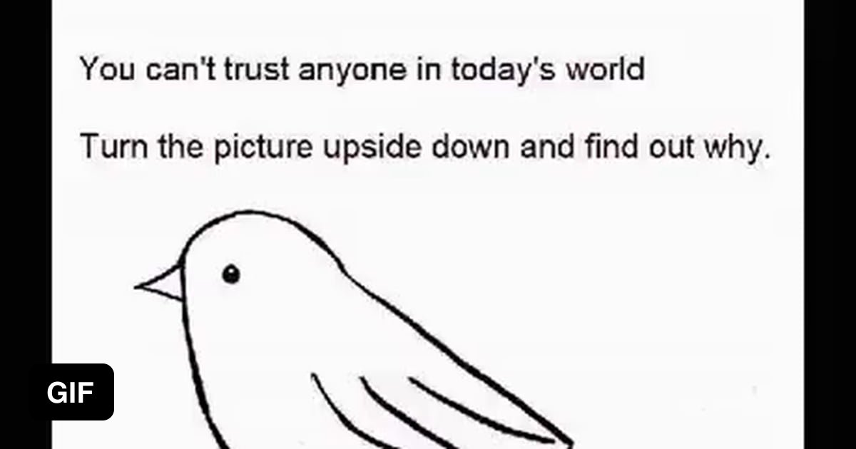It's not a bird - 9GAG