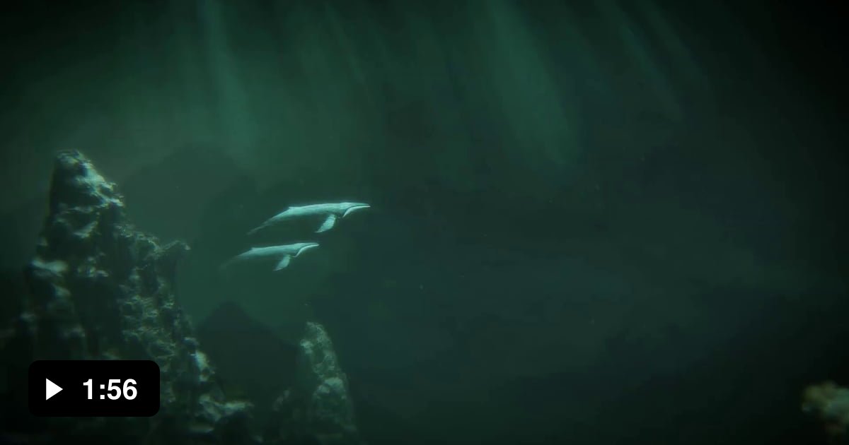 SCP-3000: The Colossal Eel - 9GAG