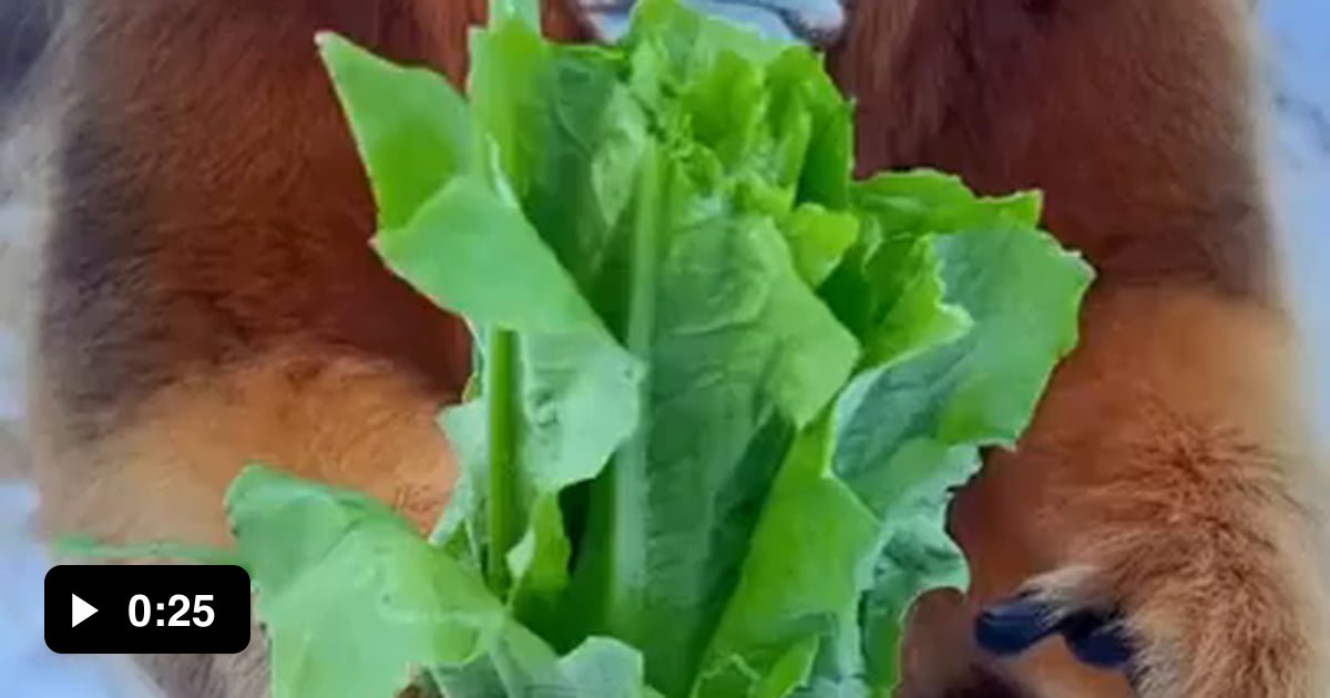 Golden snub-nosed Monkey eating lettuce - 9GAG