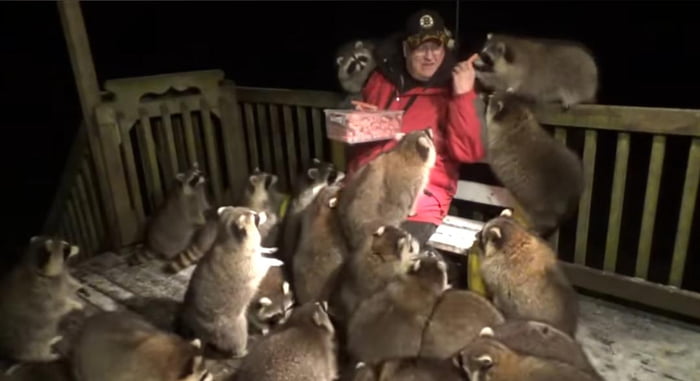 James Blackwood - the raccoon king - 9GAG