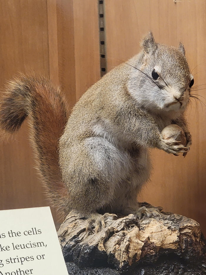 This Science Museum Squirrel Display - 9GAG
