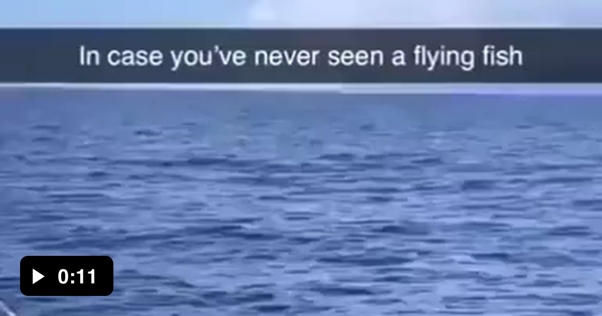You've seen a bat swim... now it's a flying fish - 9GAG