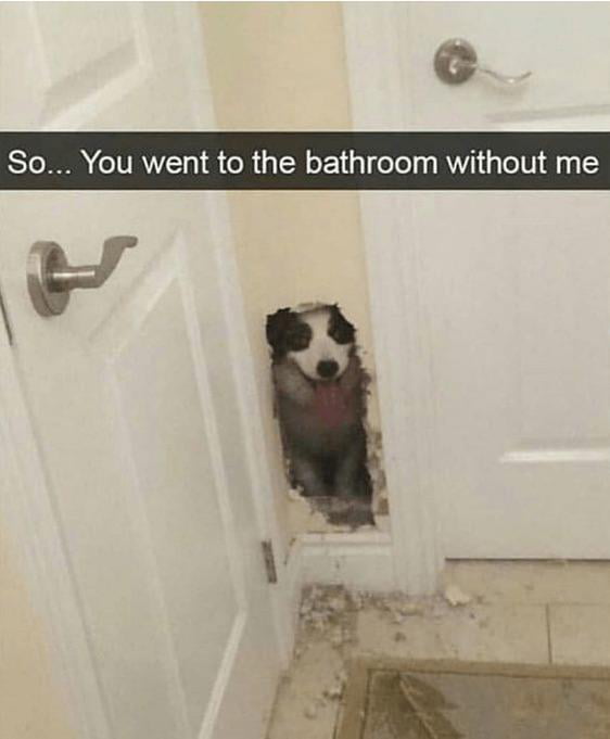 Poo Pupper, Enterer of occupied bathrooms. - 9GAG