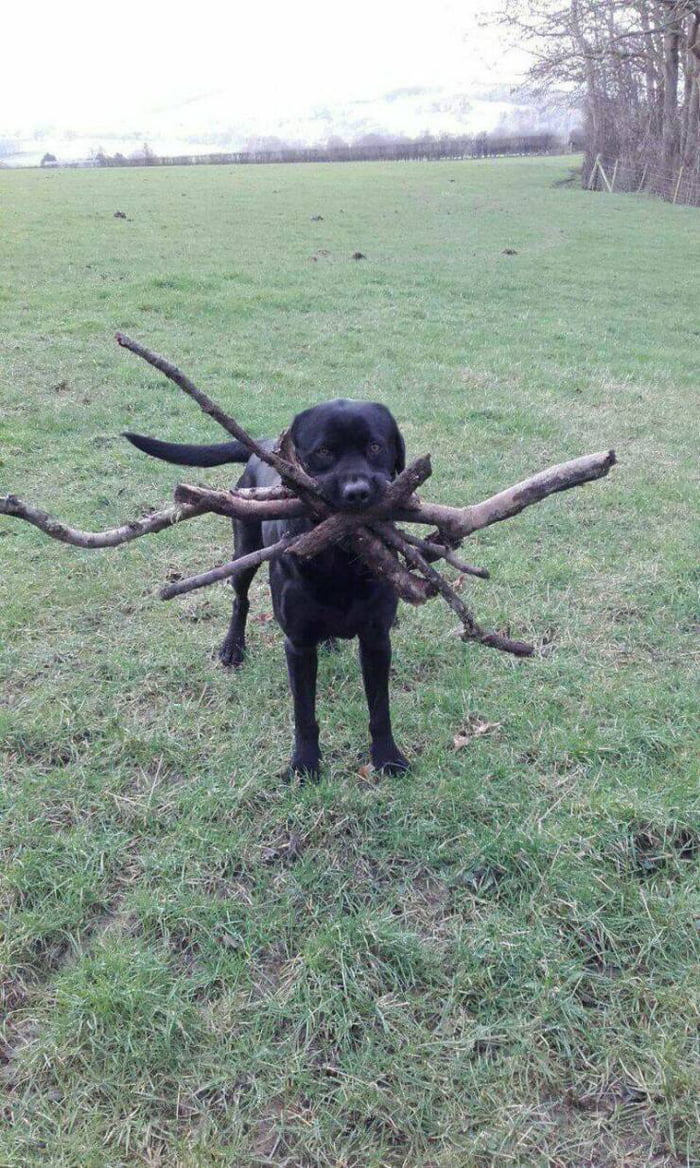 This is Stick Doggo, Upvote and You Will Find Stick in the Future - 9GAG