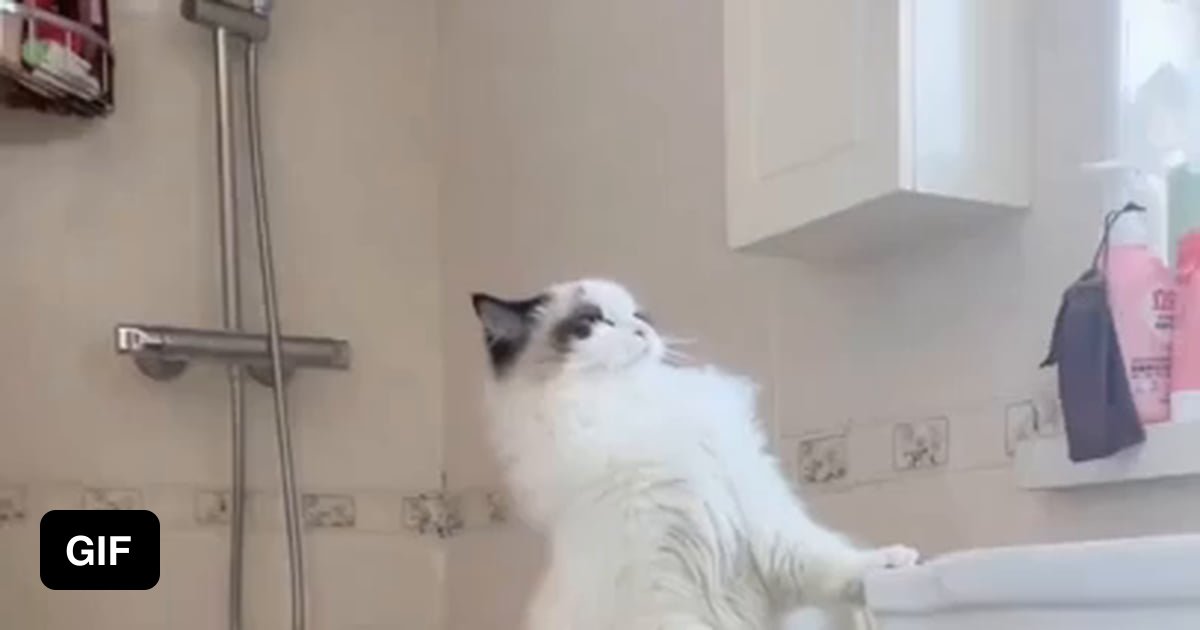 The plumber cat knows his job - 9GAG