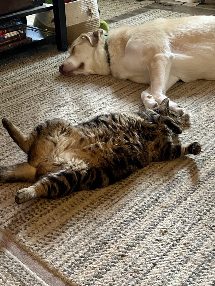 Molly (cat) and Chewie (dog) cooling off in front of the AC. - 9GAG
