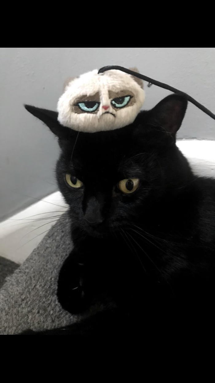 Grumpy cat - 9GAG