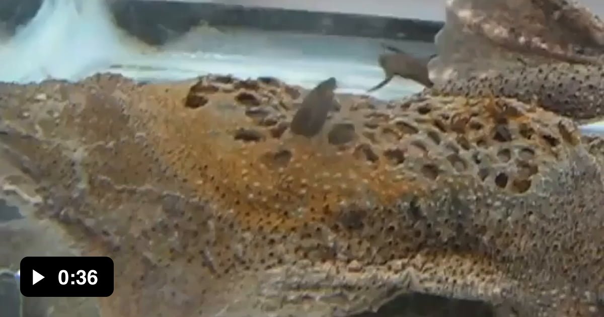 Babies emerging from a Suriname toads back - 9GAG