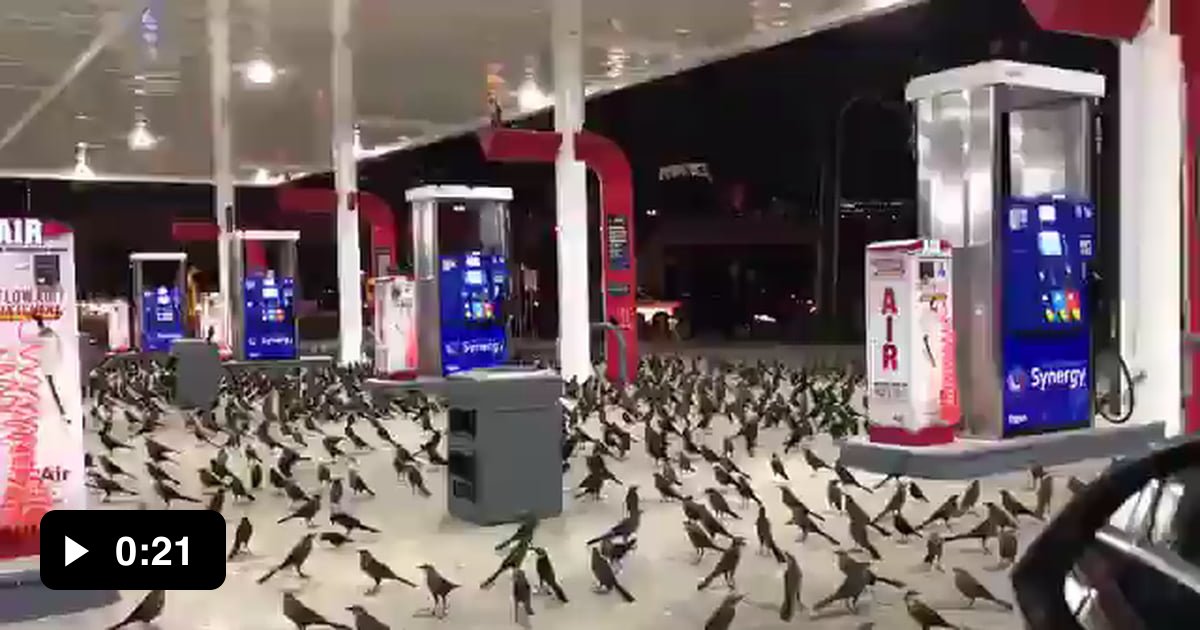 Birds occupied a gas station in Houston,Texas. - 9GAG