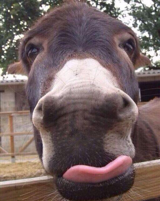 This Funny Donkey - 9GAG