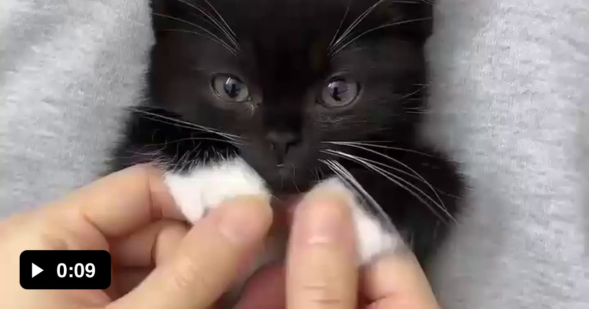 Paws-itively irresistible! 🥰 - 9GAG