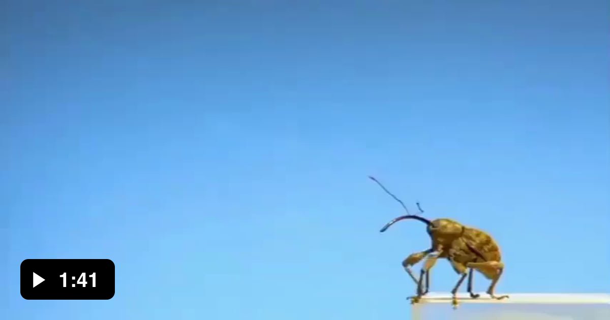 Close look at how insect fly. - 9GAG