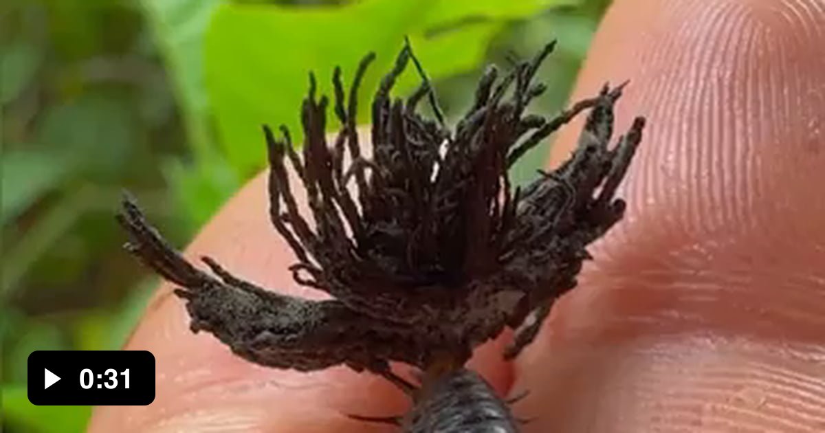 Tortoise beetle larva uses fecal shield to keep predators away ...