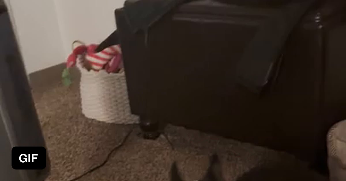 Luna taunts Olive until she gives up the heating pad on the couch. - 9GAG