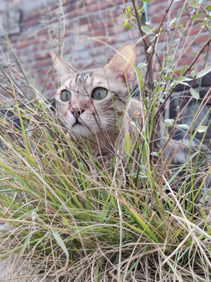 A bush cat spoted - 9GAG