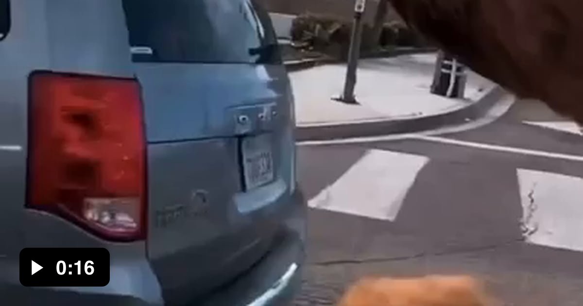 The gentle breeze blowing through his fur. - 9GAG