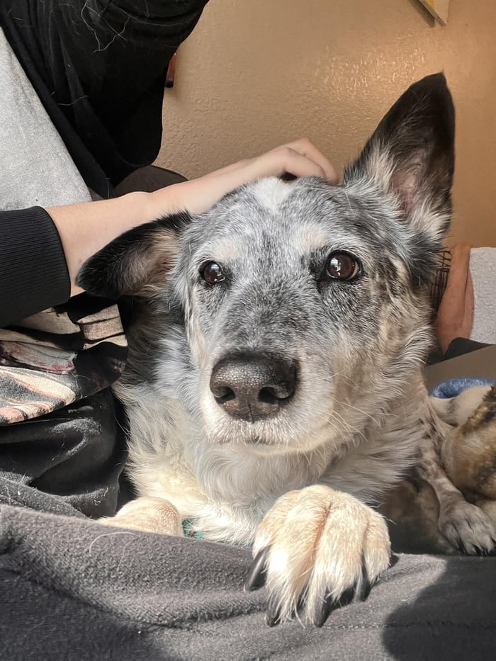 The cutest darn face - 9GAG