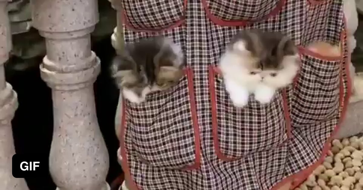 Kitten apron - 9GAG
