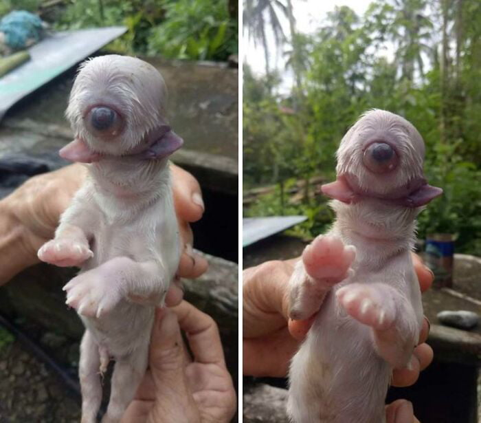 A Puppy Born With One Eye, 2 Tongues And No Nose - 9GAG