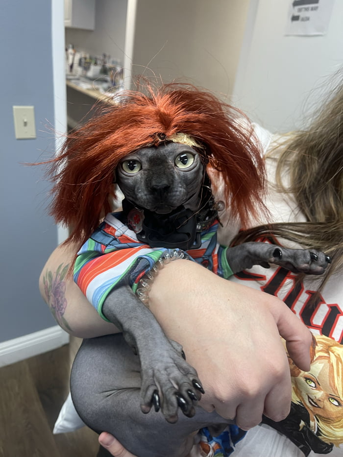 Xyrax the chunky cat - 9GAG