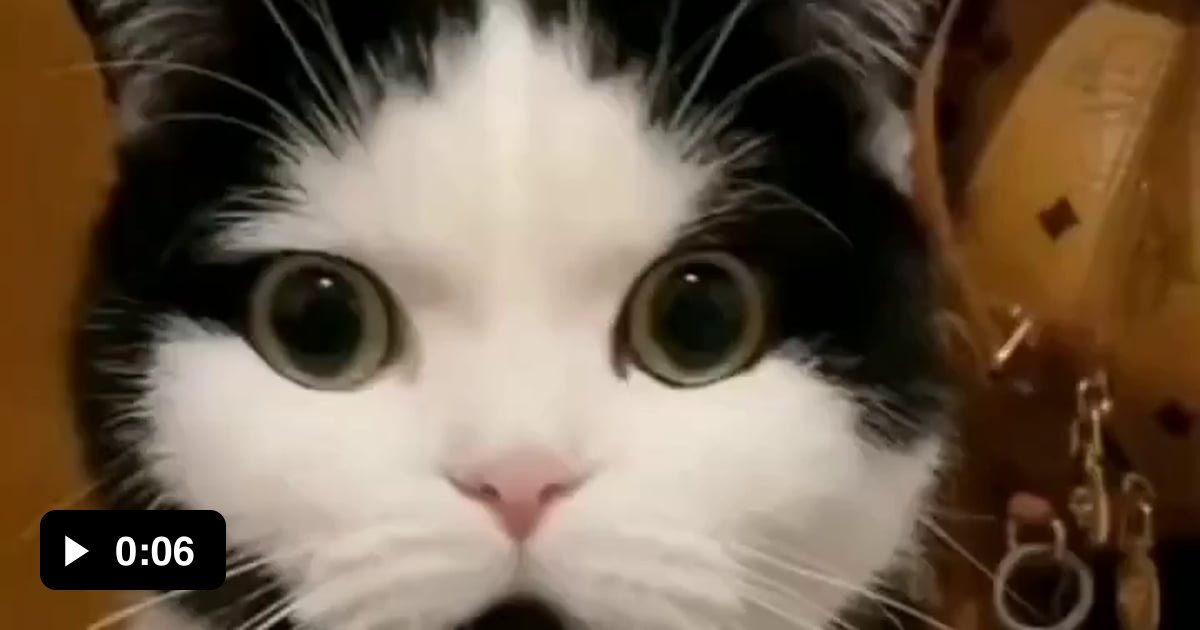 Hello 911... What your meowrgency?? - 9GAG