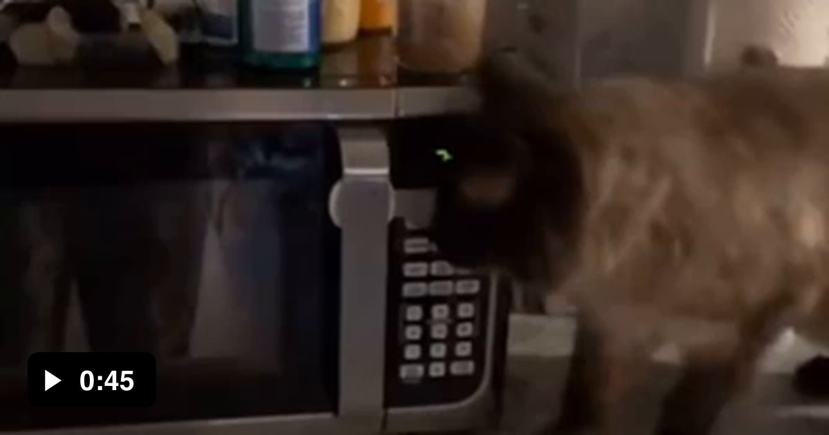Cat will undoubtedly smash that microwave in the end. - 9GAG