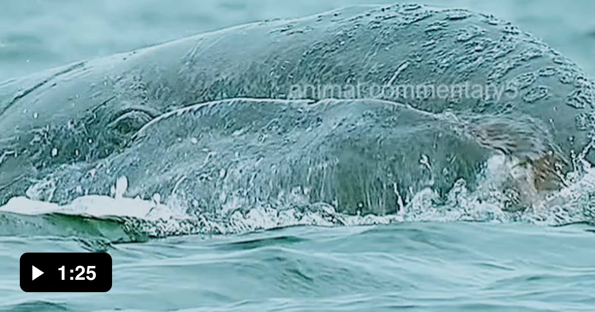 Brutal Nature - 9GAG